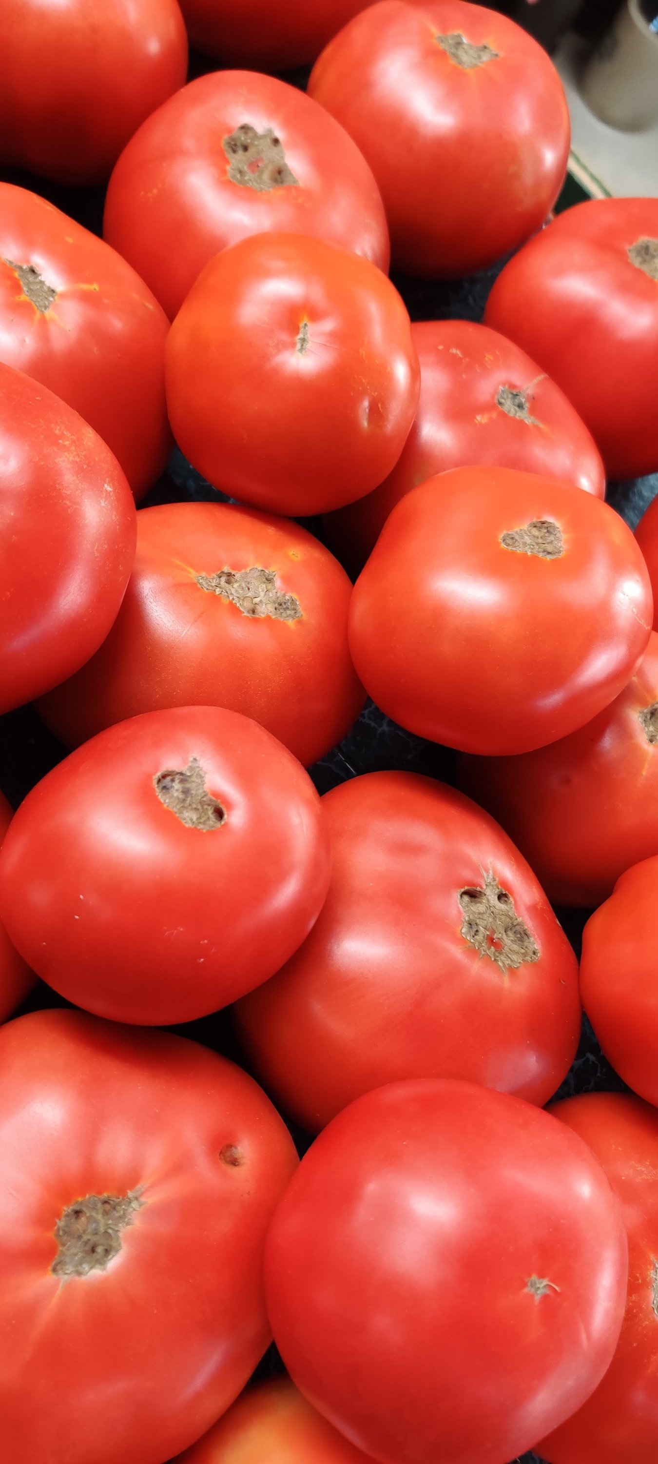 Manfredi Farms: Fresh Produce & Family Experiences in Westerly, RI