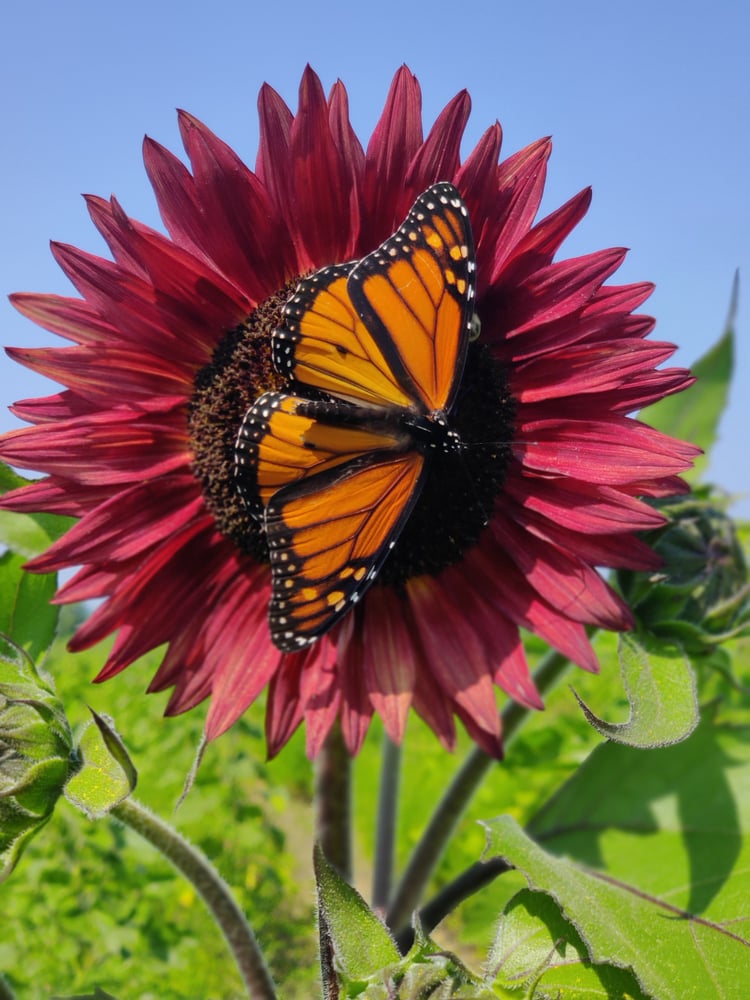 Gallery | Manfredi Farms - Westerly, RI