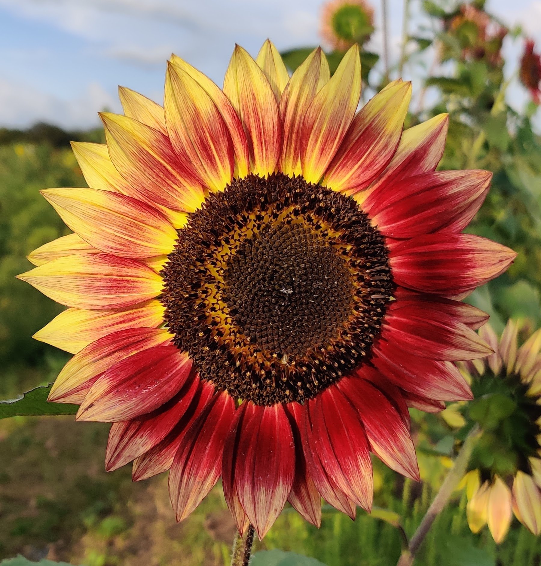 Manfredi Farms: Fresh Produce & Family Experiences in Westerly, RI